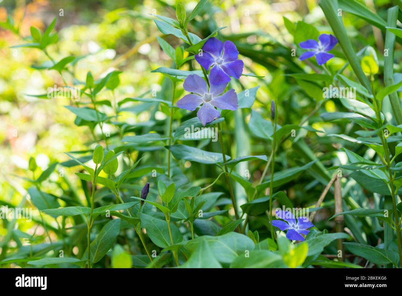 Bigleaf periwinkle (Vinca major), Isehara City, Kanagawa Prefecture ...