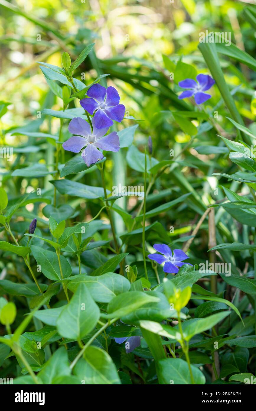 Bigleaf periwinkle (Vinca major), Isehara City, Kanagawa Prefecture ...