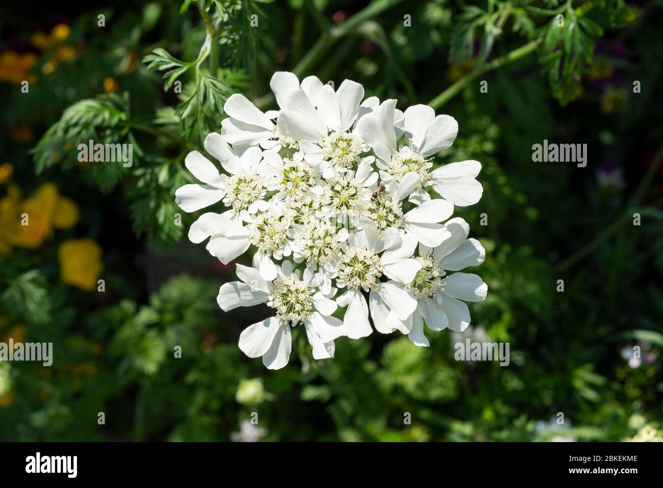 White lace flower (Orlaya grandiflora), Setagaya-Ku, Tokyo, Japan Stock ...