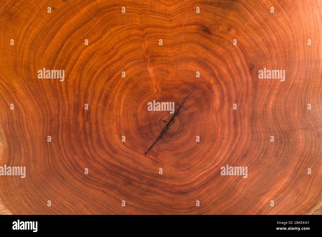 Wood texture cut tree trunk background Stock Photo - Alamy