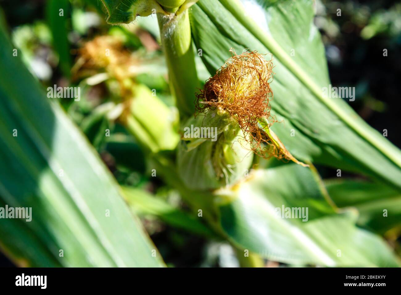 Field maize flowers leaves hi-res stock photography and images - Alamy