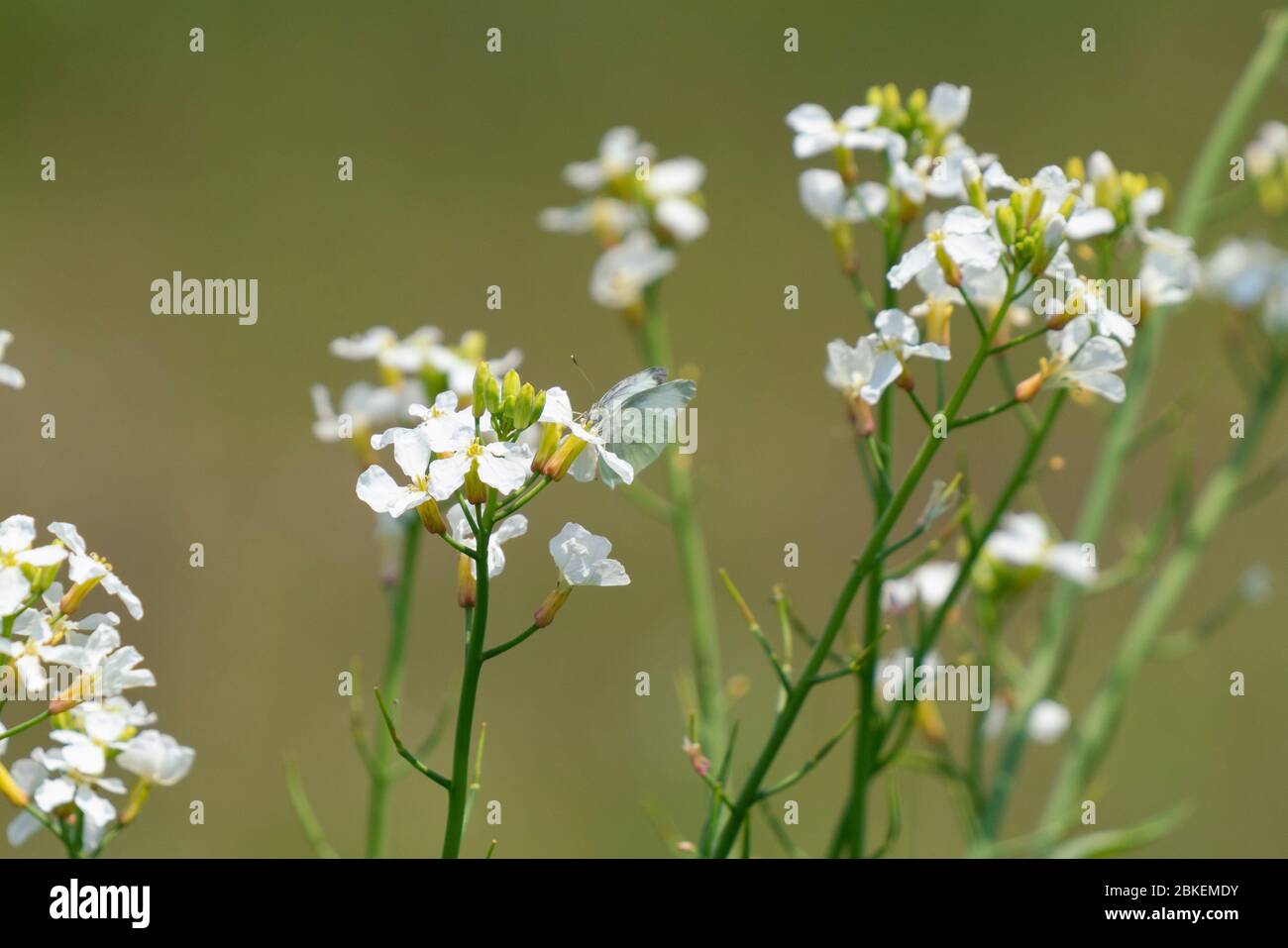 Flower of Japanese Daikon radish, Isehara City, Kanagawa Prefecture ...