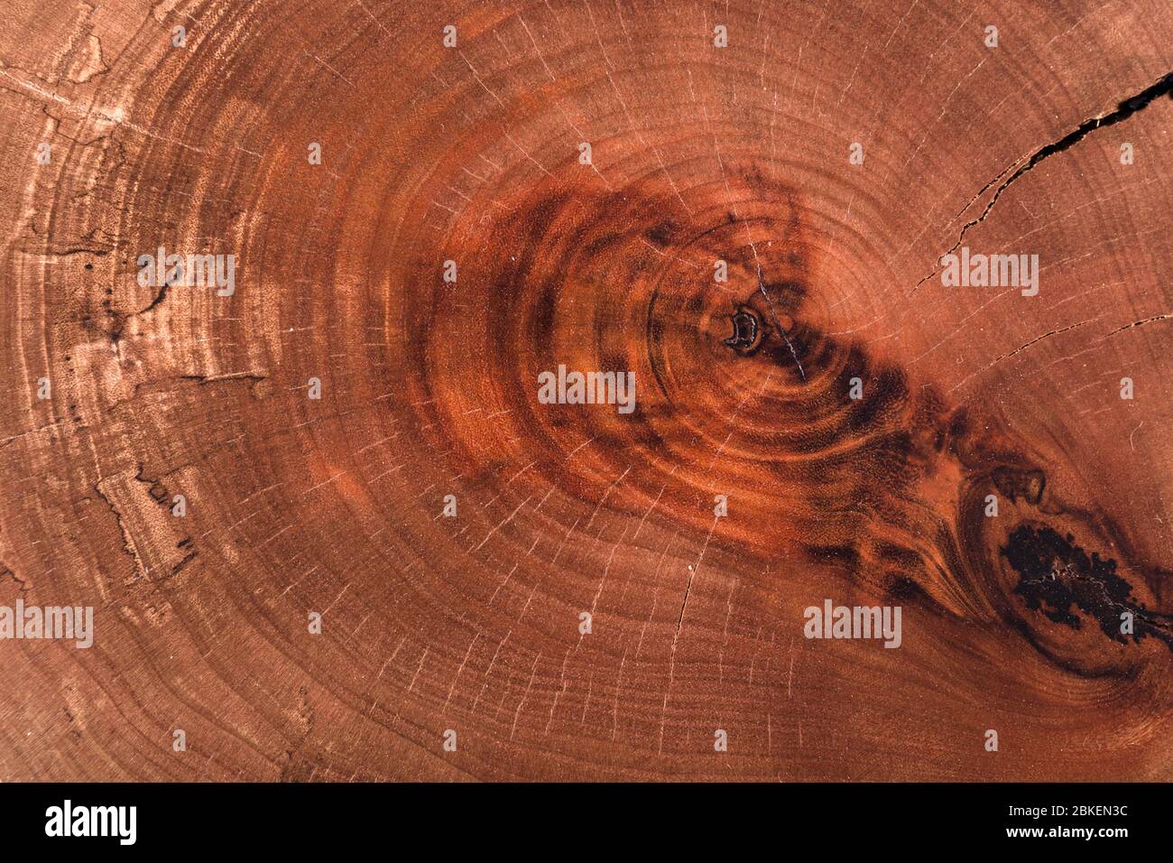 Wood texture cut tree trunk background Stock Photo - Alamy