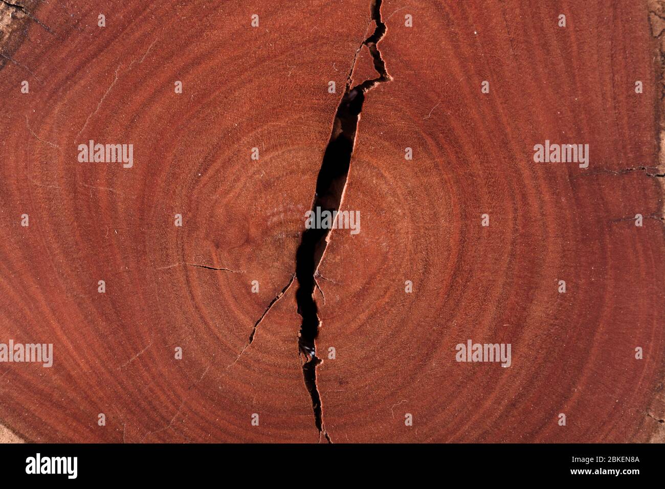 Wood texture cut tree trunk background Stock Photo - Alamy
