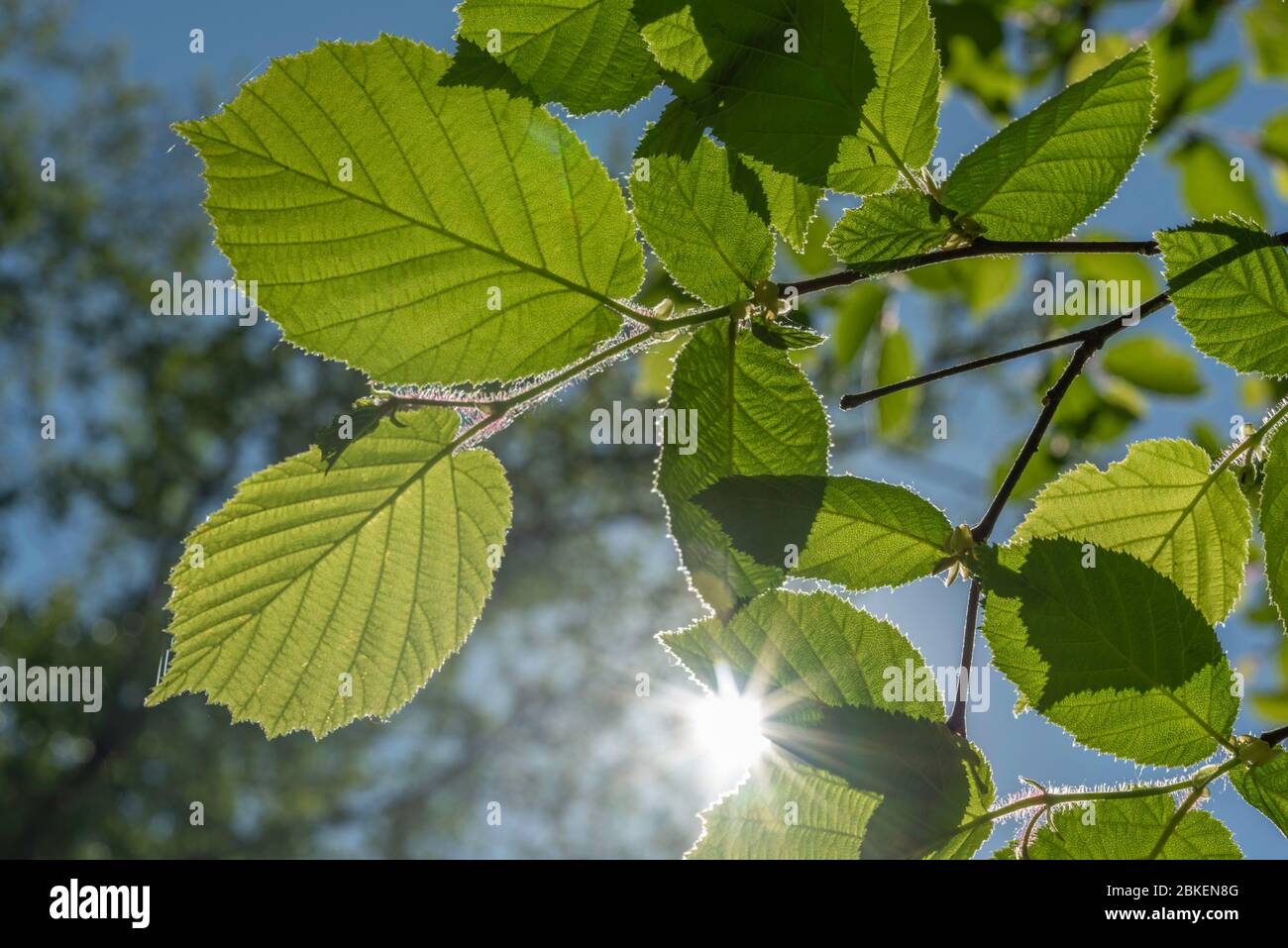 Hazel leaves in backlight in the sunlight in spring Stock Photo - Alamy
