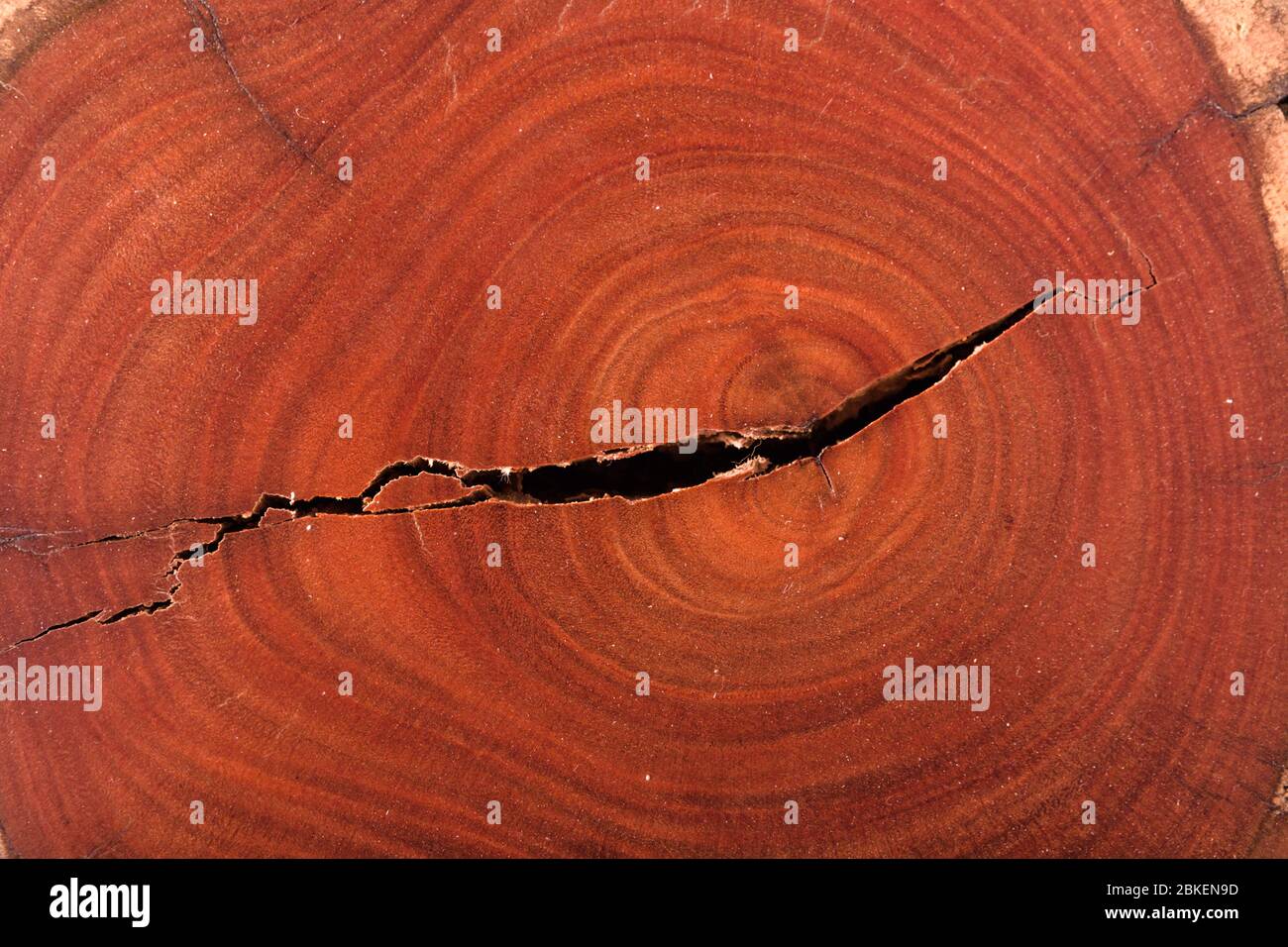 Wood texture cut tree trunk background Stock Photo - Alamy