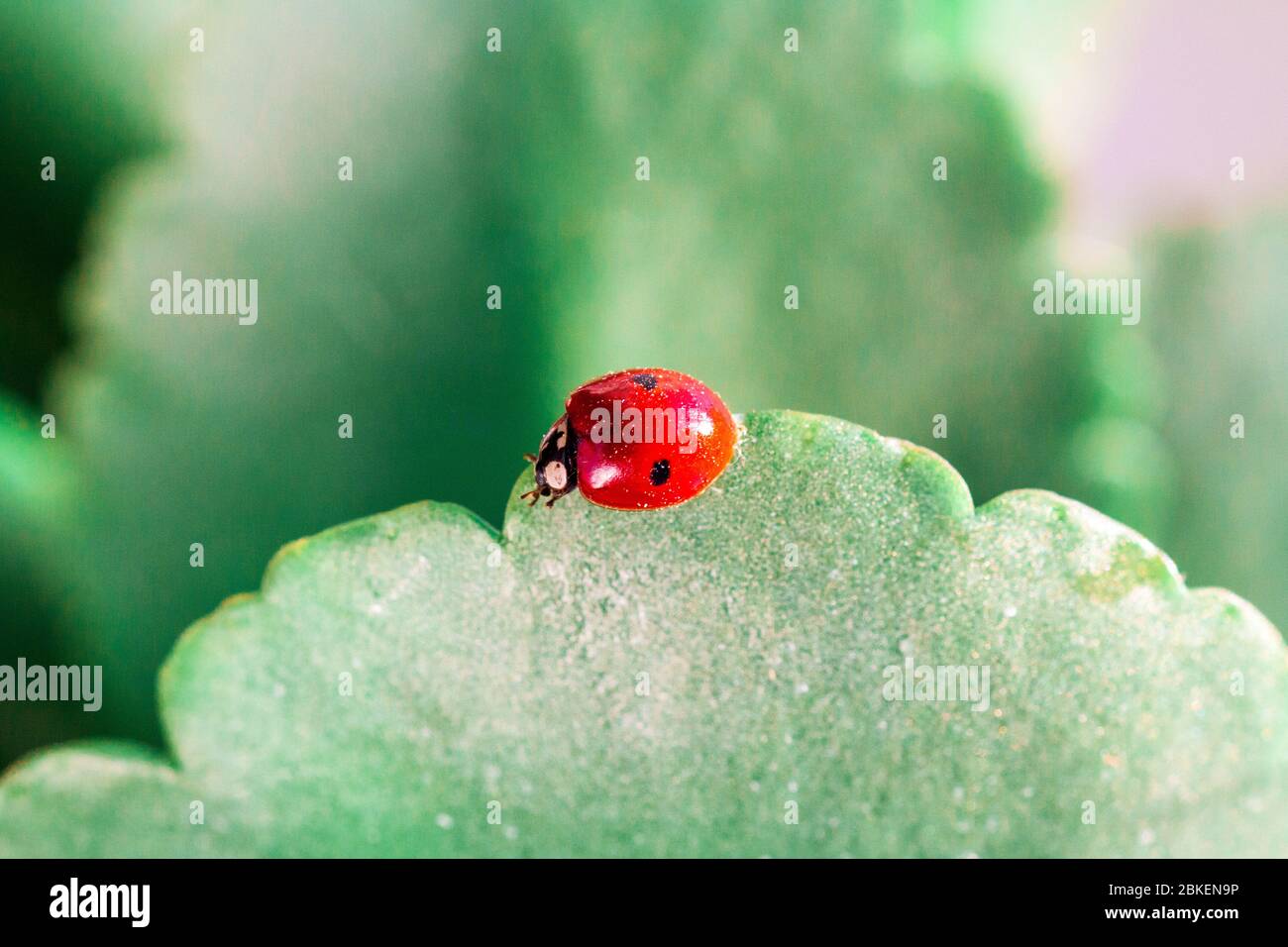 Macro of ladybug on a blade of grass in the morning sun Ladybug - bug ...