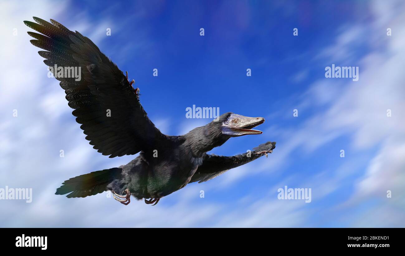 Archaeopteryx, bird-like dinosaur flying through the sky Stock Photo ...
