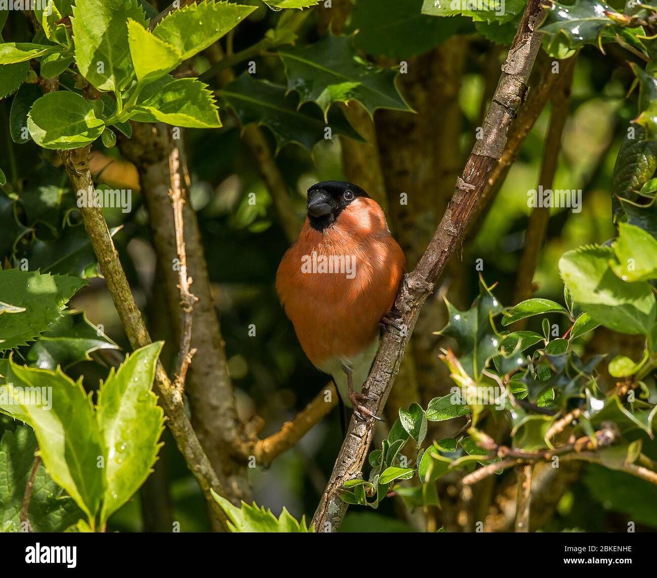 Male bull finch hi-res stock photography and images - Alamy