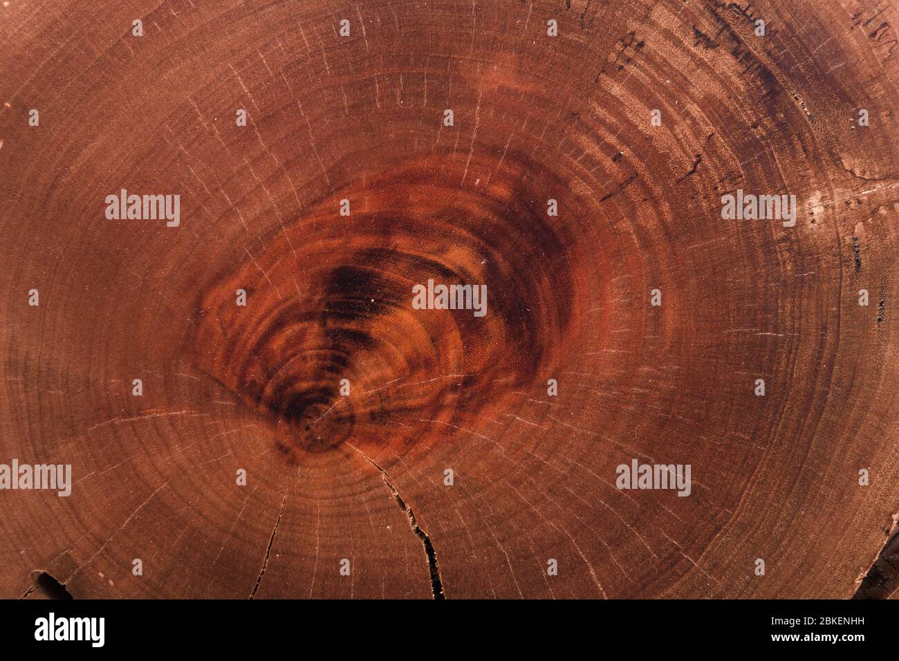 Wood texture cut tree trunk background Stock Photo - Alamy