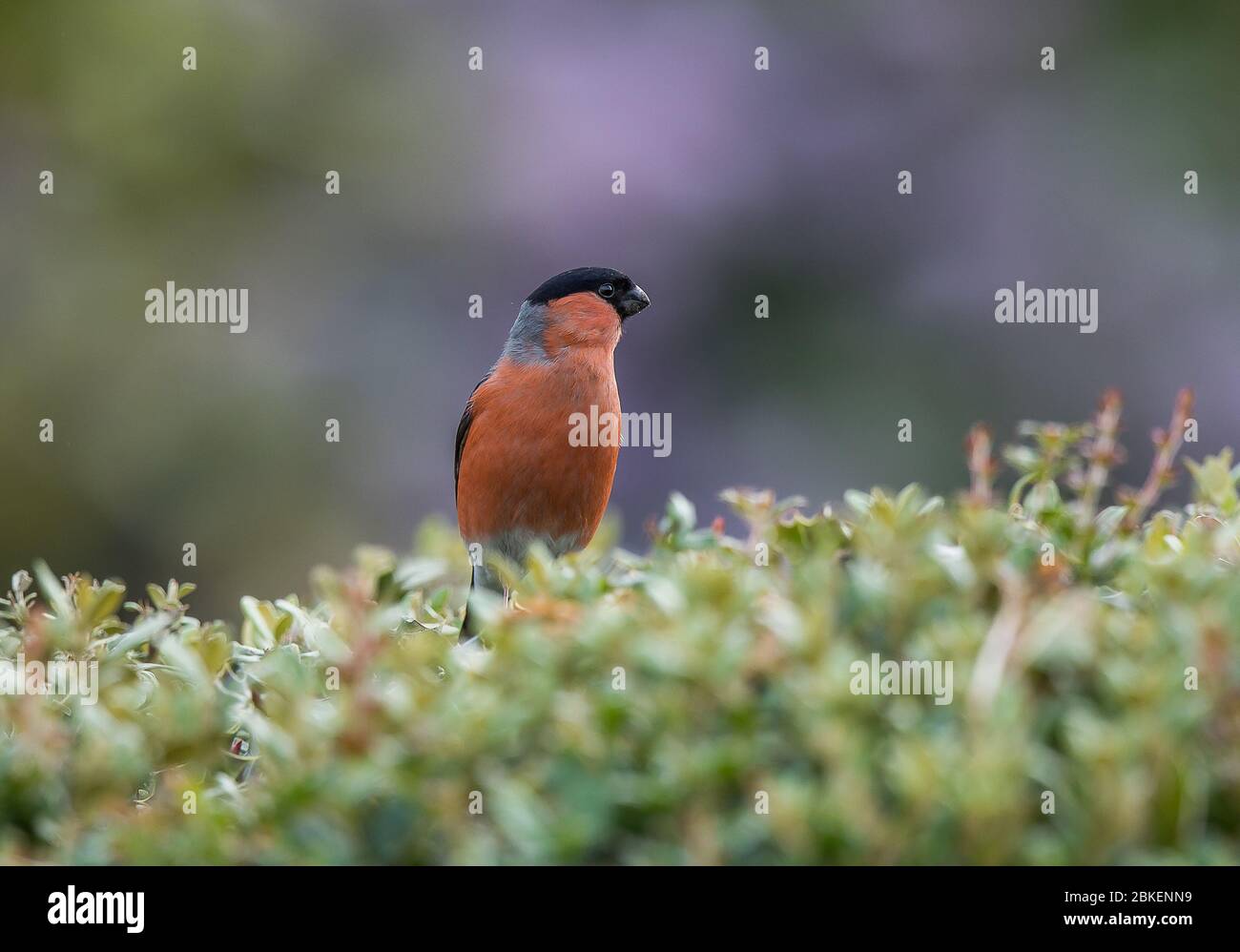 Female bull finch hi-res stock photography and images - Alamy