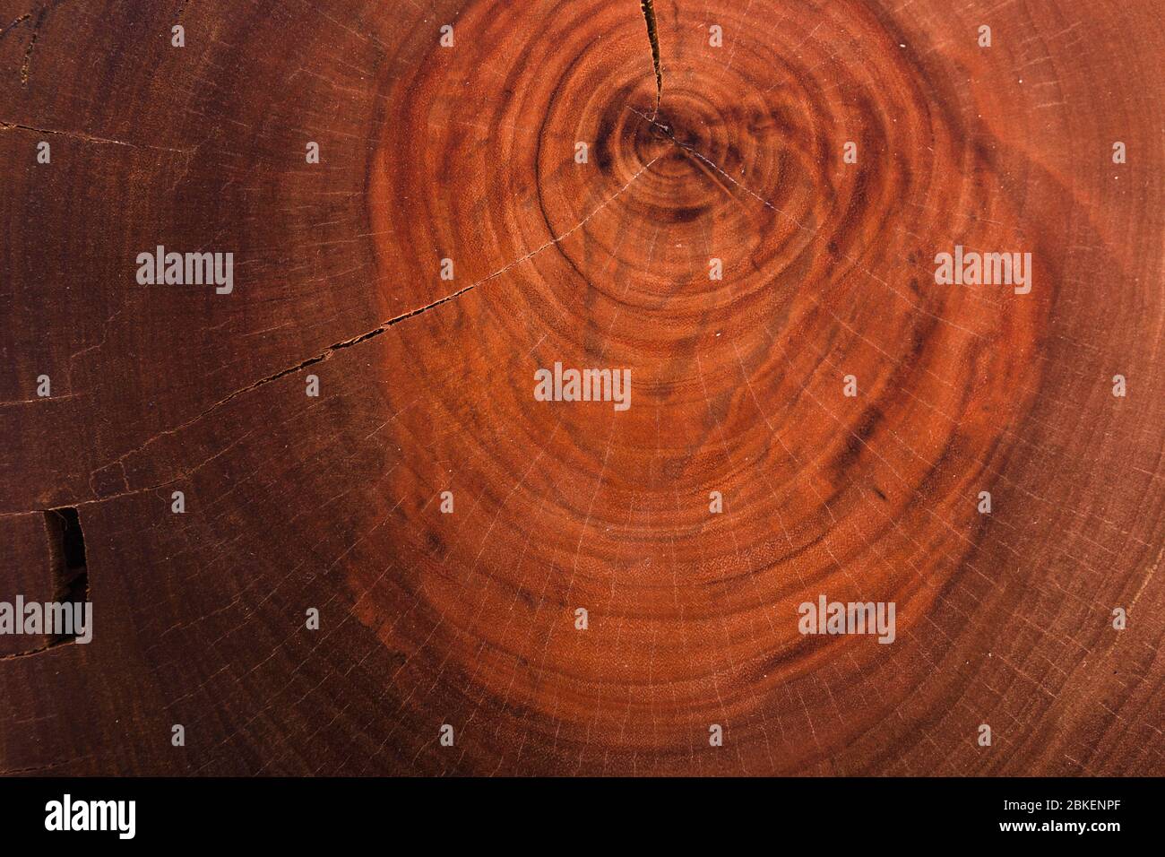Wood texture cut tree trunk background Stock Photo - Alamy