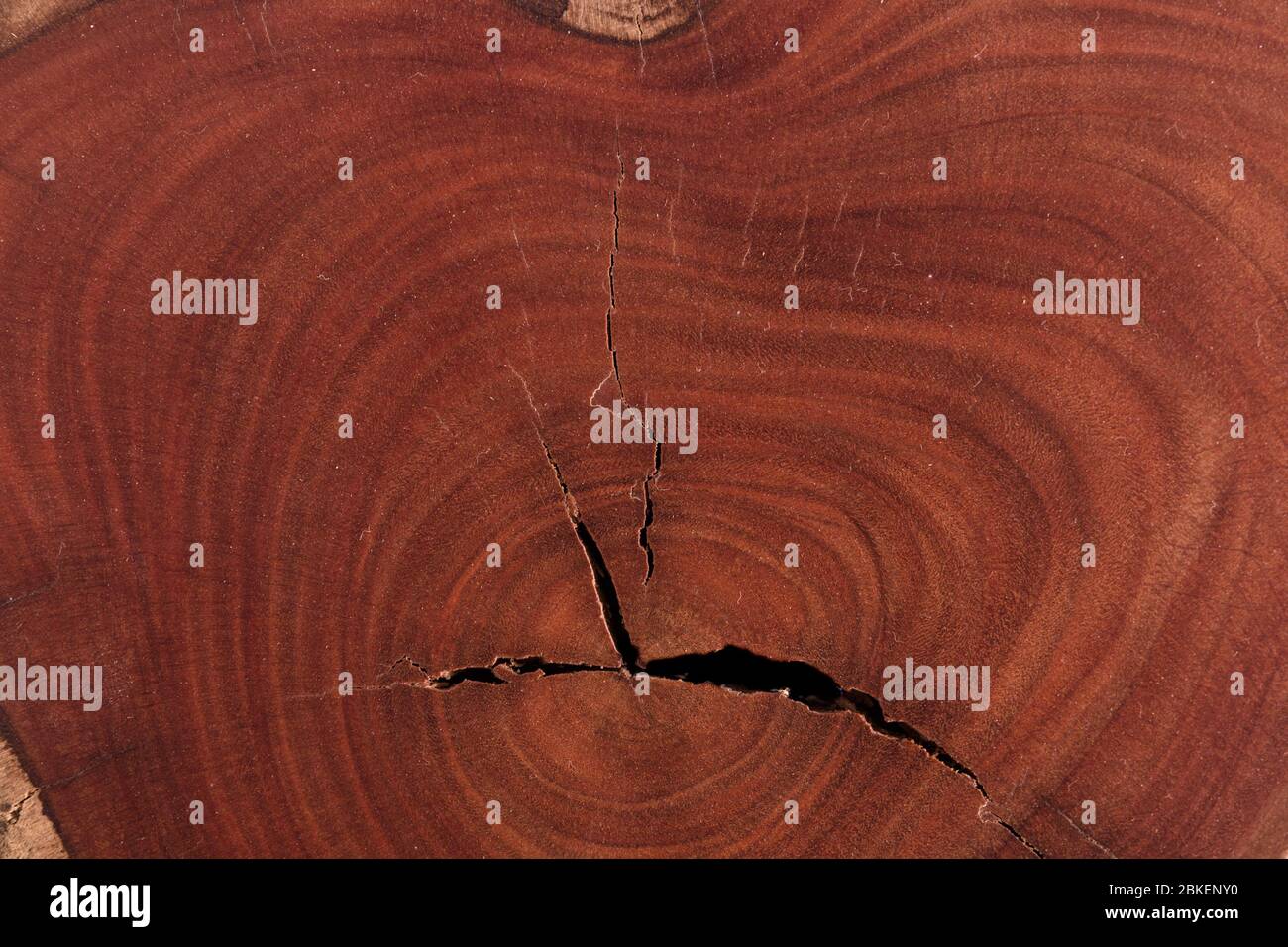 Wood texture cut tree trunk background Stock Photo - Alamy