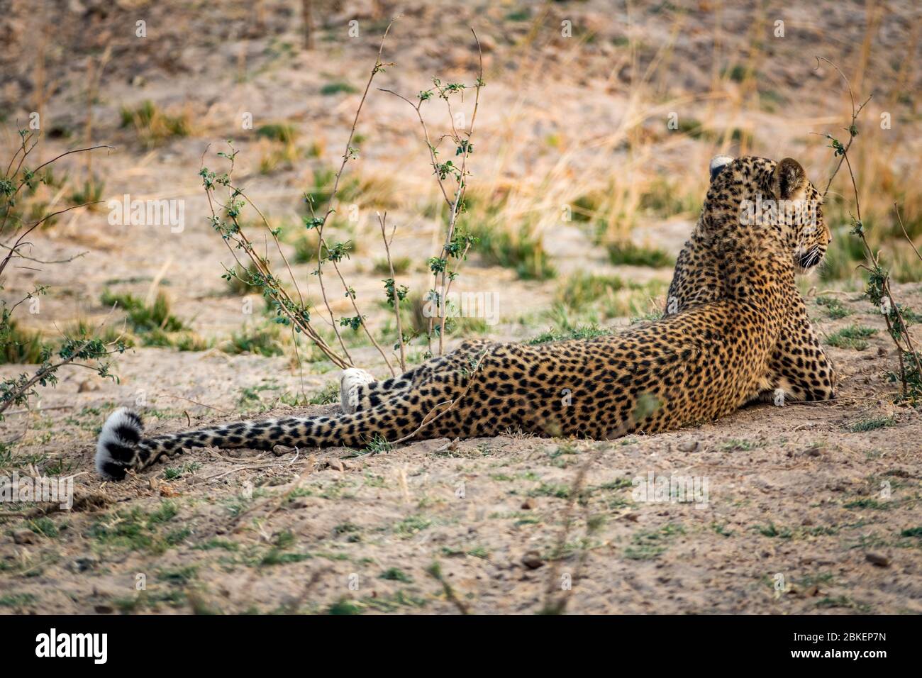 Leopard napping hi-res stock photography and images - Alamy