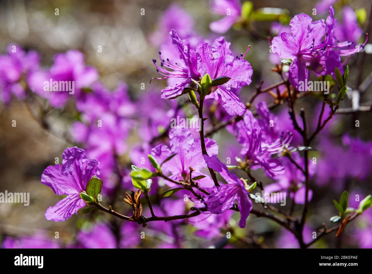 Labrador tea plant hi-res stock photography and images - Alamy