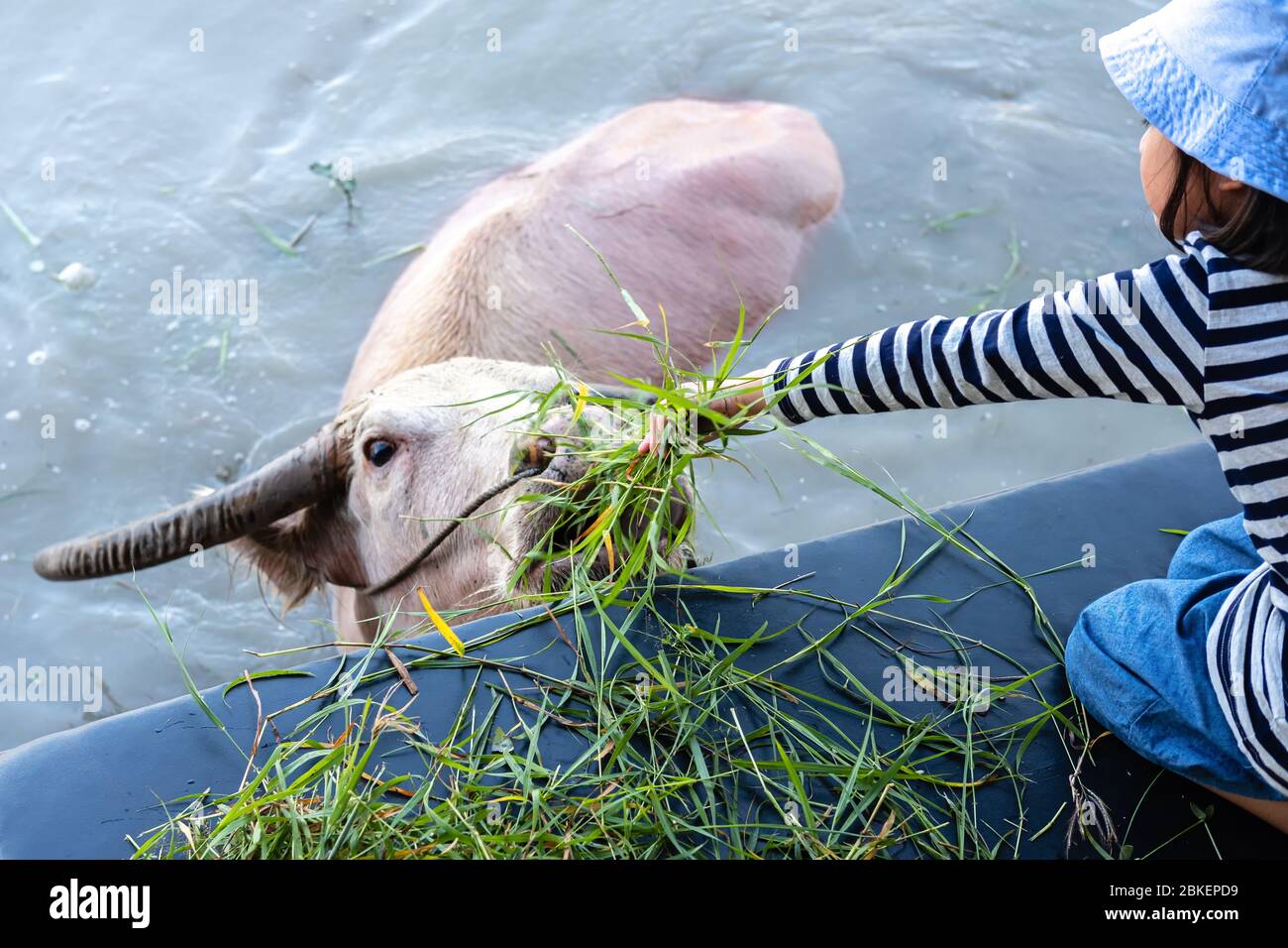 Kid, Child is feeding the water buffalo in the swamp. The Farm activity ...