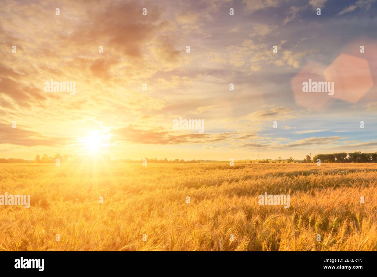 Scene of sunset or sunrise on the field with young rye or wheat in the ...