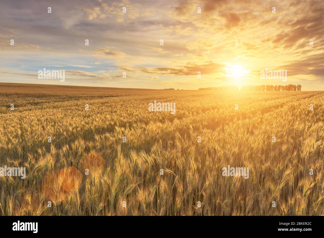 Scene of sunset or sunrise on the field with young rye or wheat in the ...