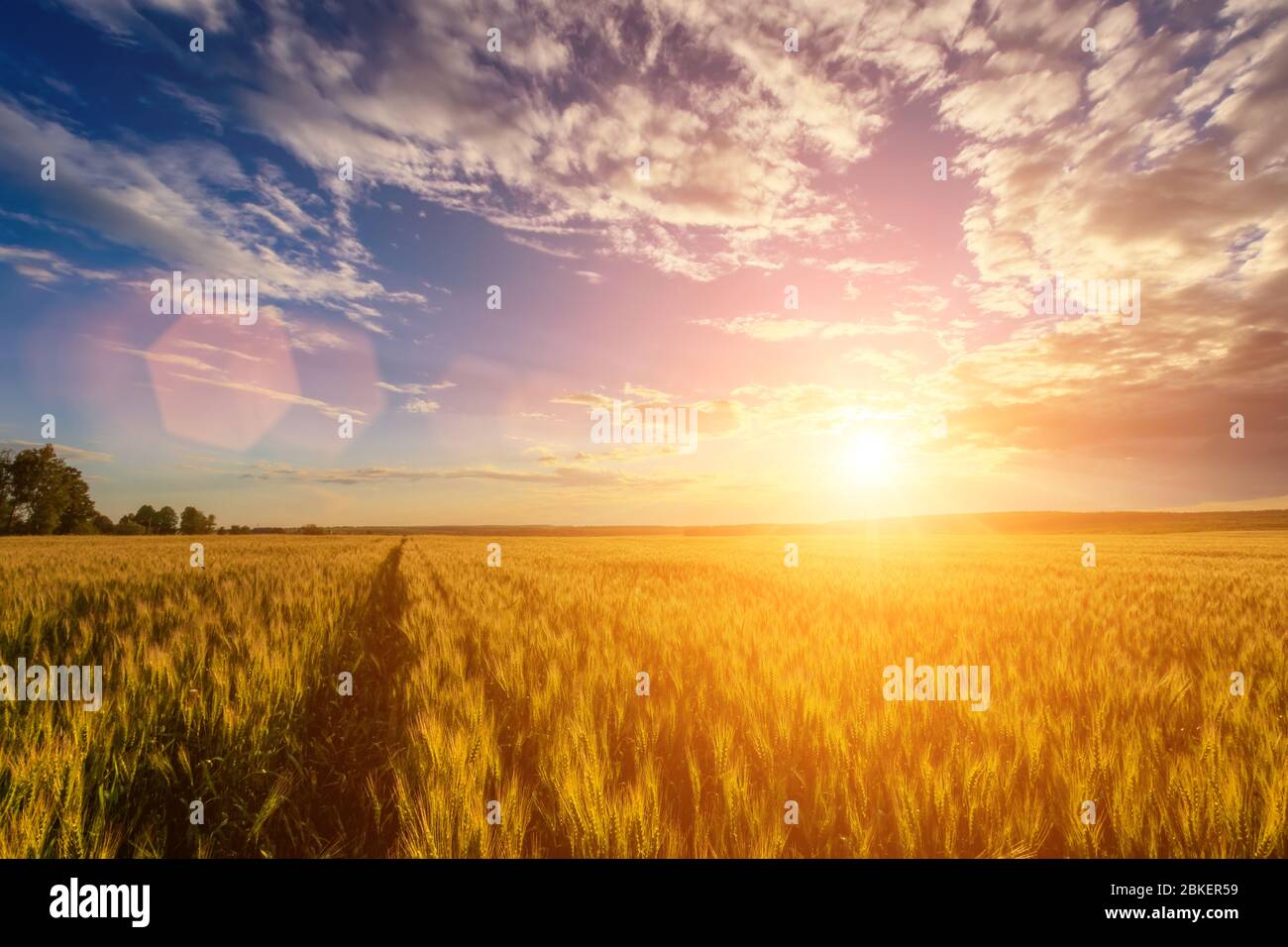 Scene of sunset or sunrise on the field with young rye or wheat in the ...