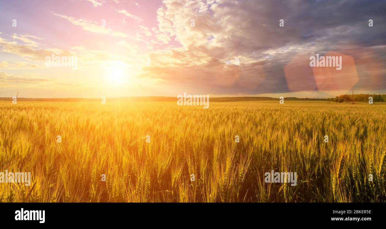 Scene of sunset or sunrise on the field with young rye or wheat in the ...