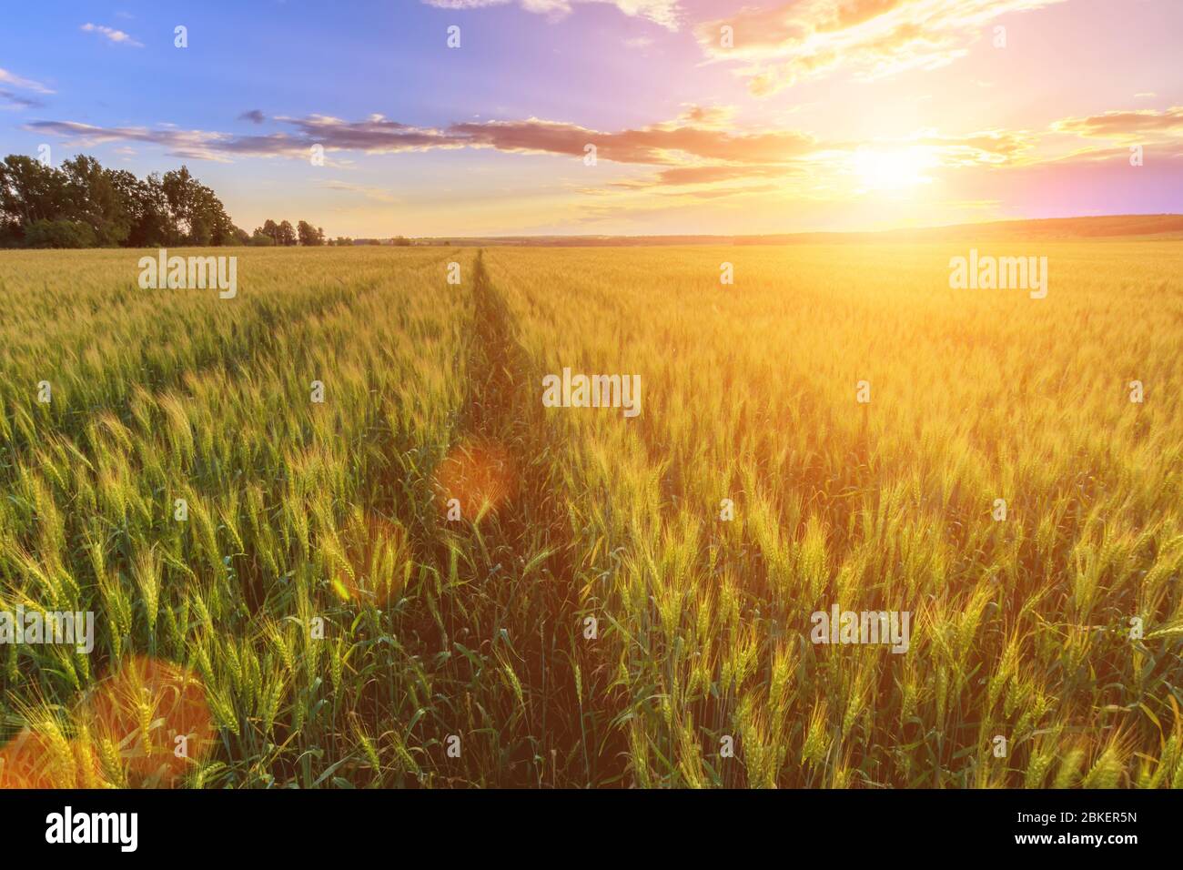 Scene of sunset or sunrise on the field with young rye or wheat in the ...