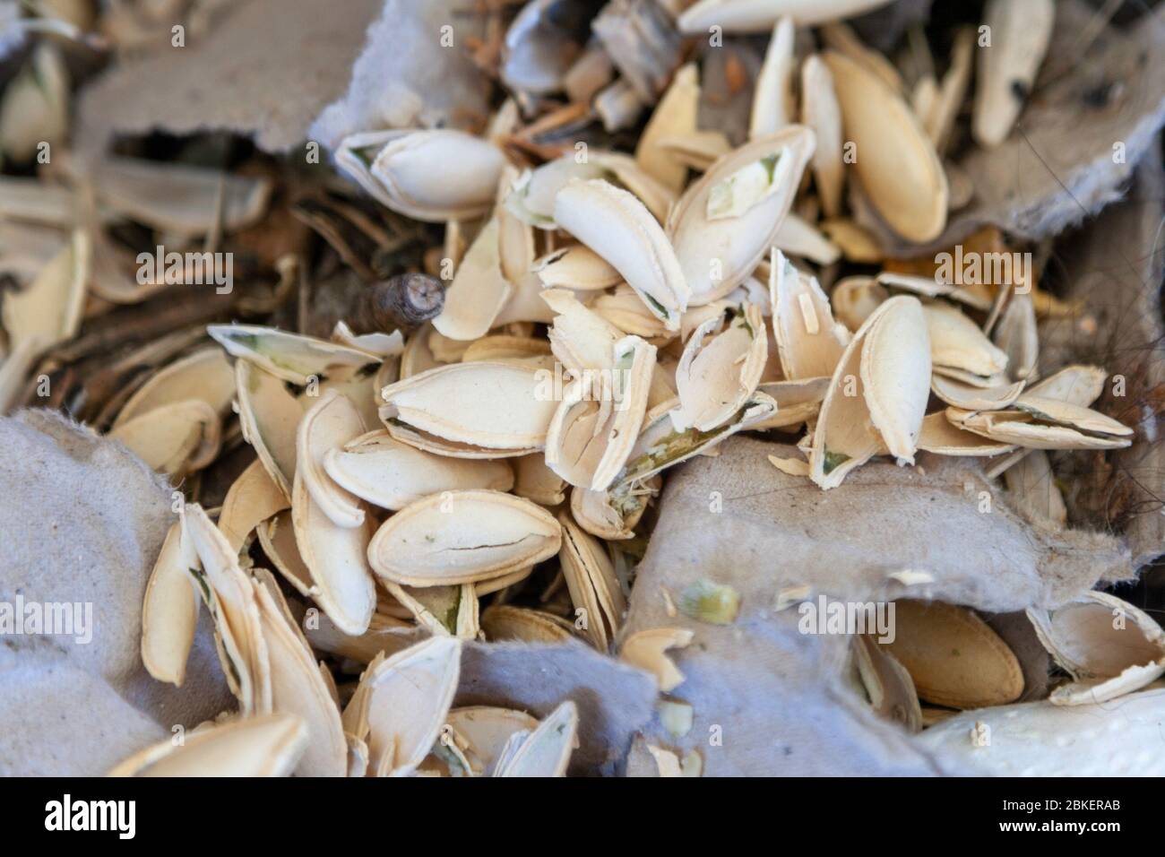 empty pumpkin seed shells in trash can Stock Photo - Alamy