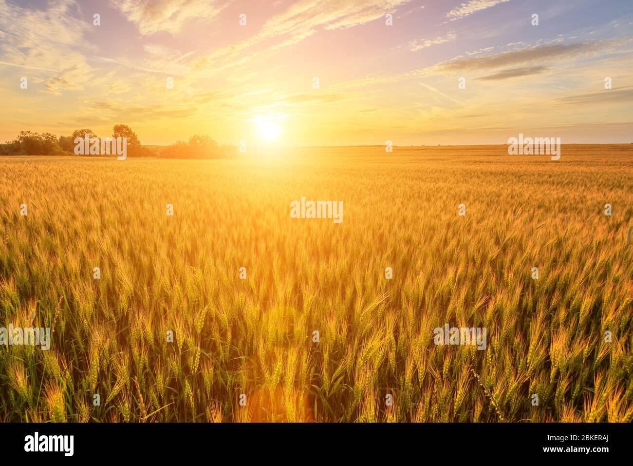 Scene of sunset or sunrise on the field with young rye or wheat in the ...