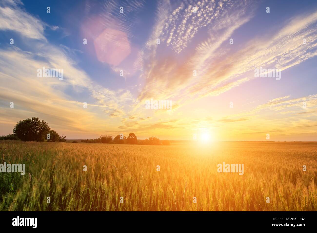Scene of sunset or sunrise on the field with young rye or wheat in the ...
