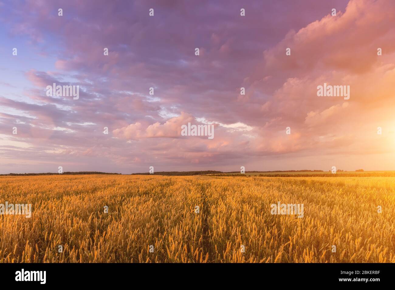 Scene of sunset or sunrise on the field with young rye or wheat in the ...