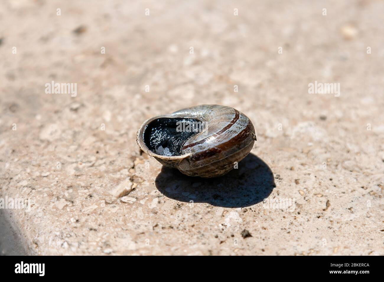 snail shell spiral macro view Stock Photo - Alamy