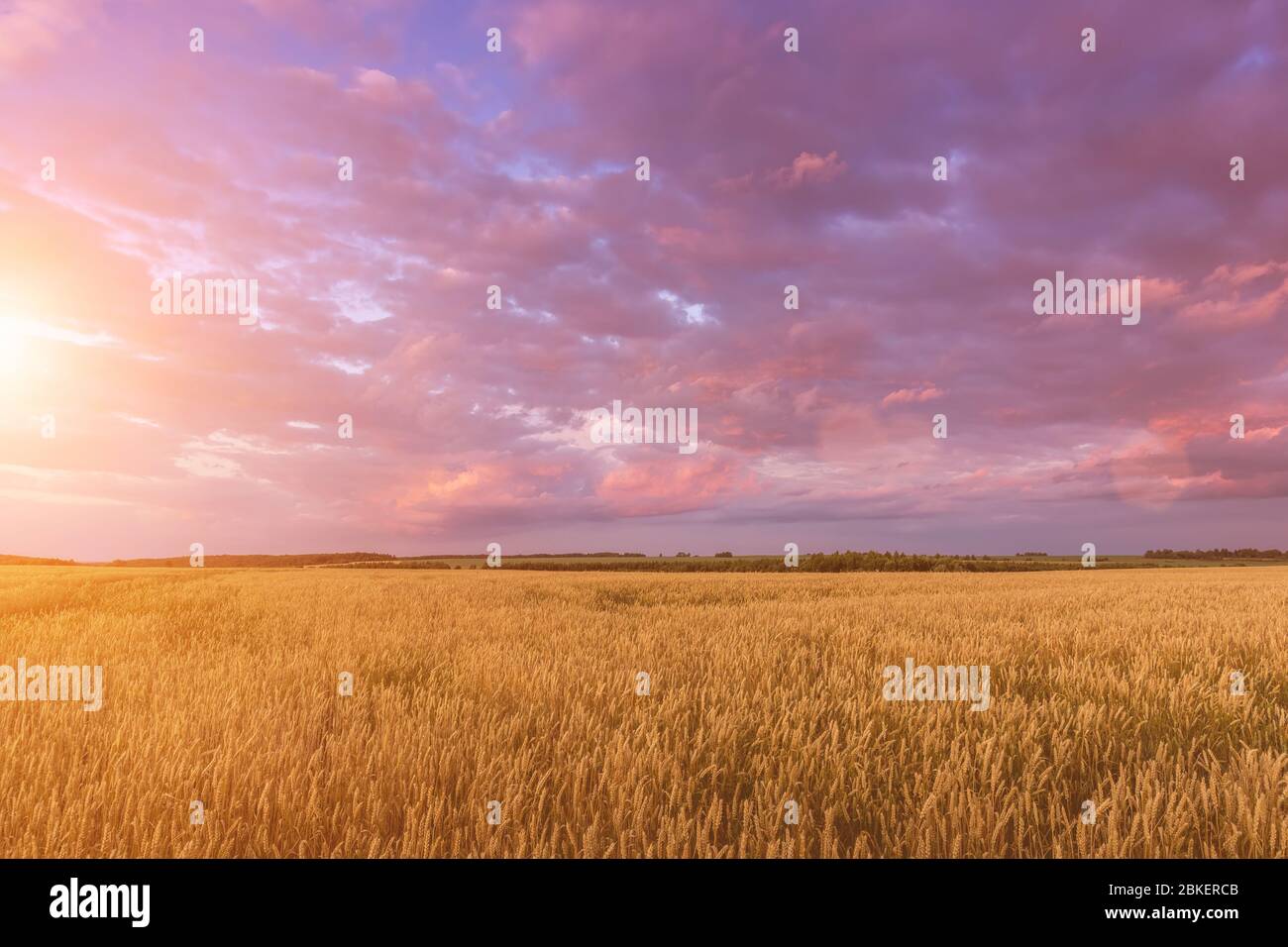 Scene of sunset or sunrise on the field with young rye or wheat in the ...