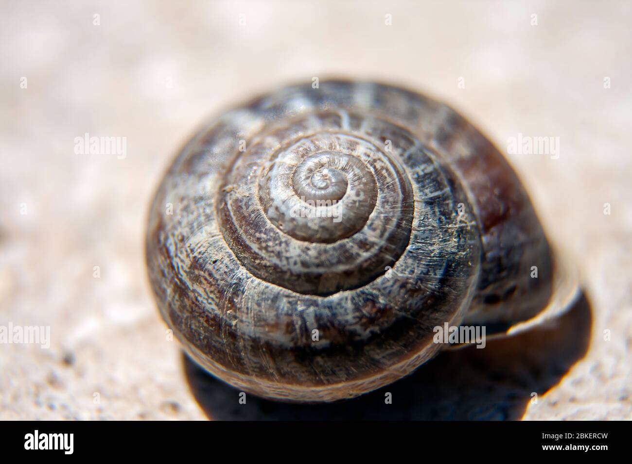 Close up shell spiral detail hi-res stock photography and images - Alamy