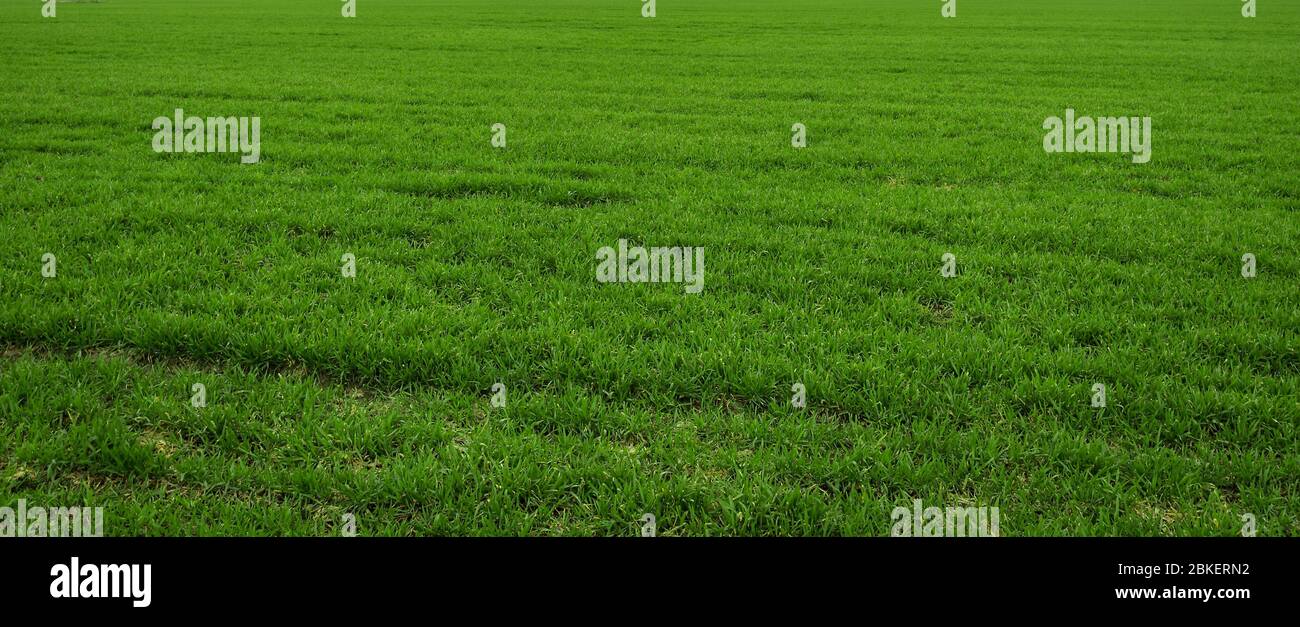 Landscape with first grass in spring field at cloudy day Stock Photo ...
