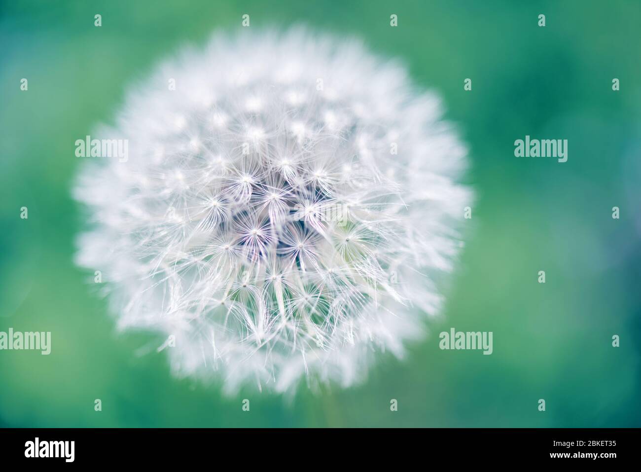 Dandelions life cycle hi-res stock photography and images - Alamy
