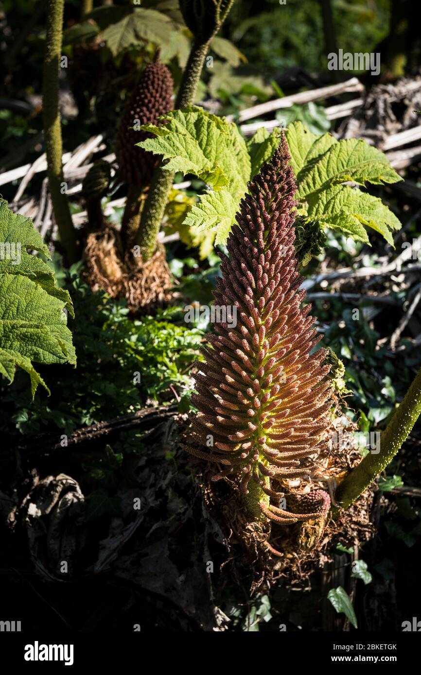 Spike inflorescence hi-res stock photography and images - Alamy