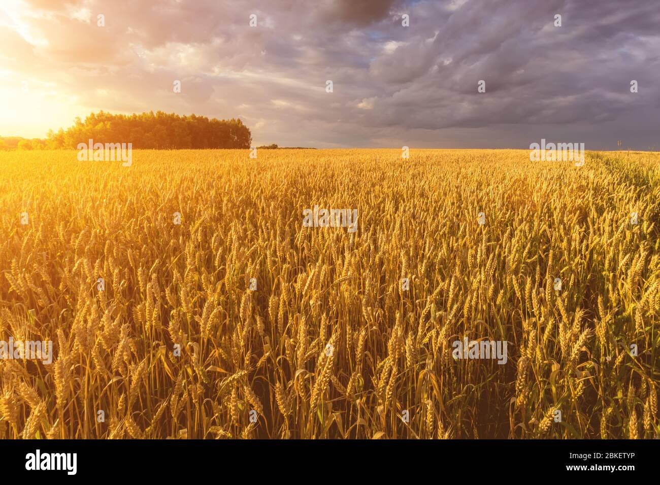 Scene of sunset or sunrise on the field with young rye or wheat in the ...