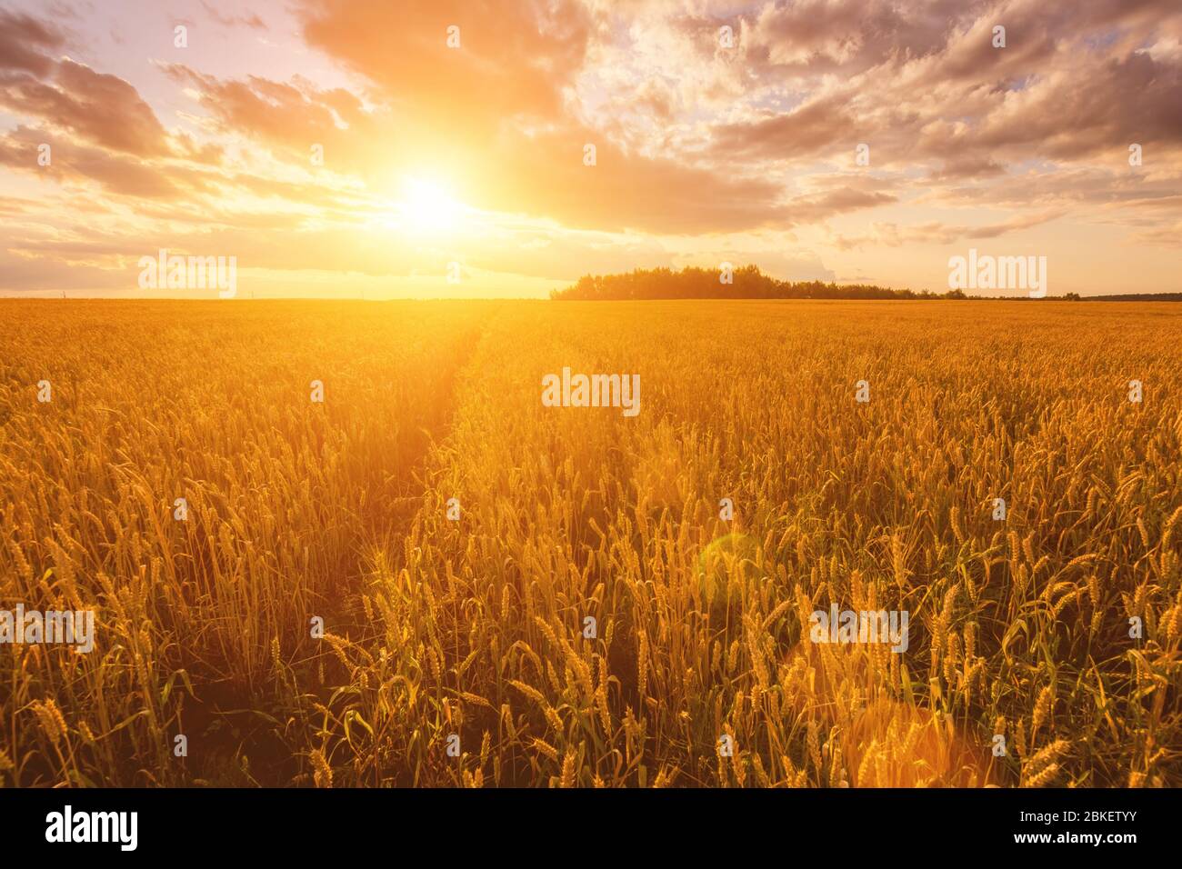 Scene of sunset or sunrise on the field with young rye or wheat in the ...