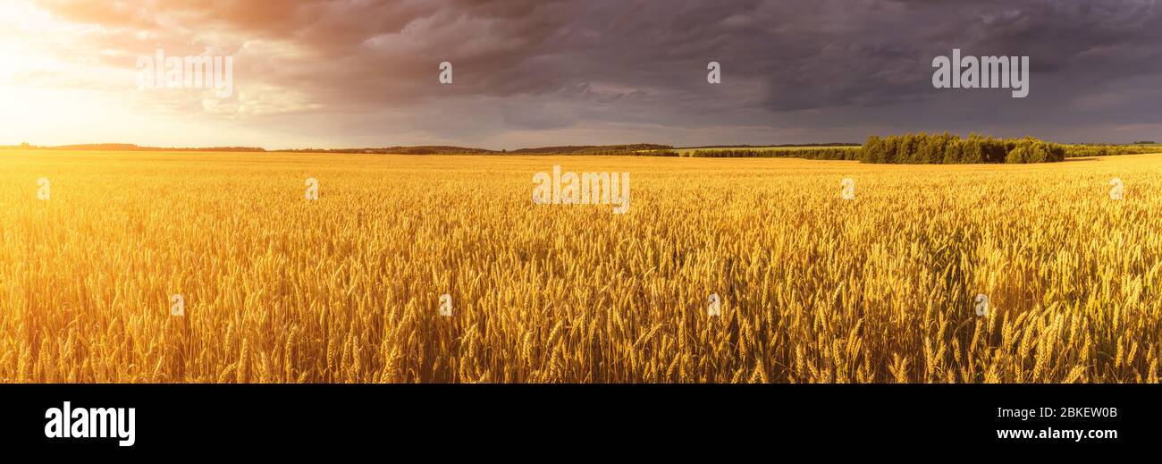 Scene of sunset or sunrise on the field with young rye or wheat in the ...