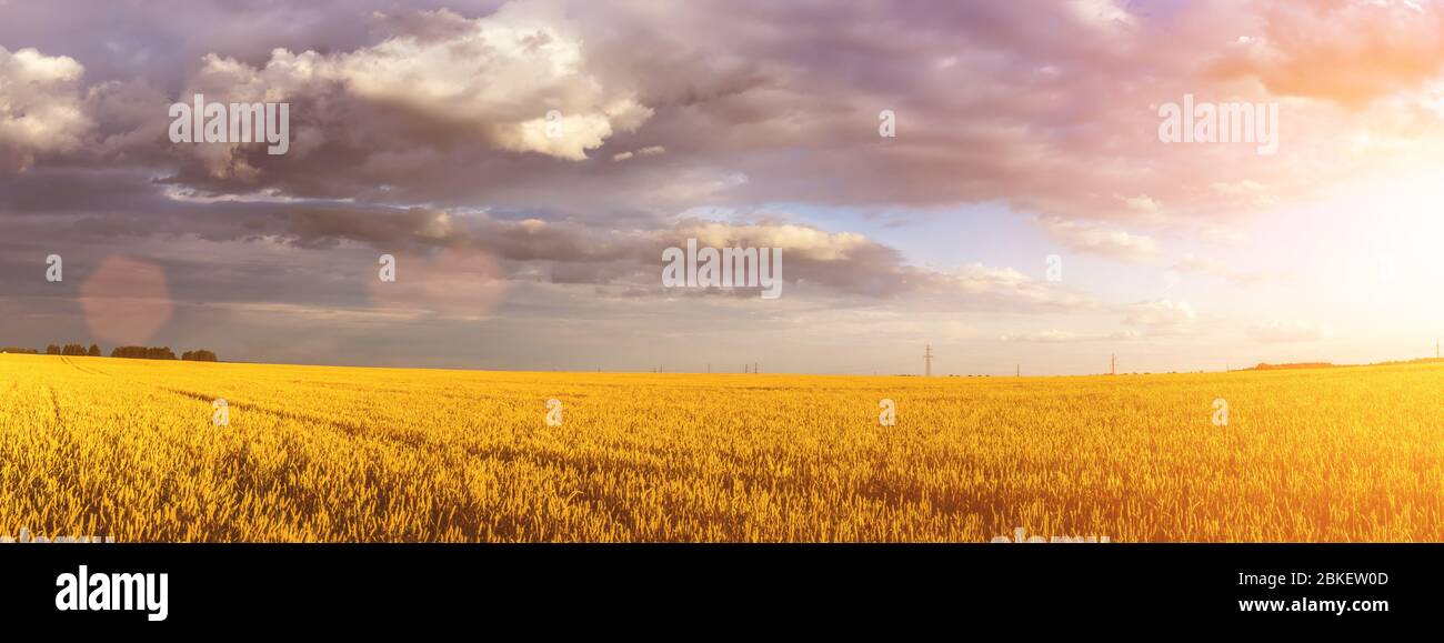 Scene of sunset or sunrise on the field with young rye or wheat in the ...