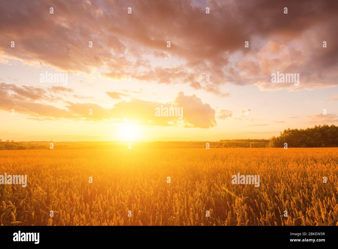 Scene of sunset or sunrise on the field with young rye or wheat in the ...