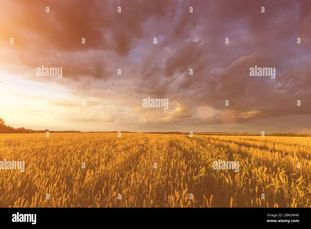 Scene of sunset or sunrise on the field with young rye or wheat in the ...
