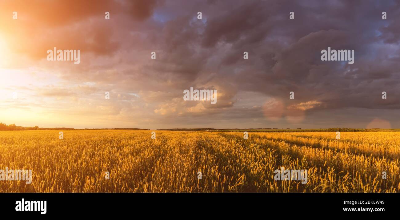 Scene of sunset or sunrise on the field with young rye or wheat in the ...