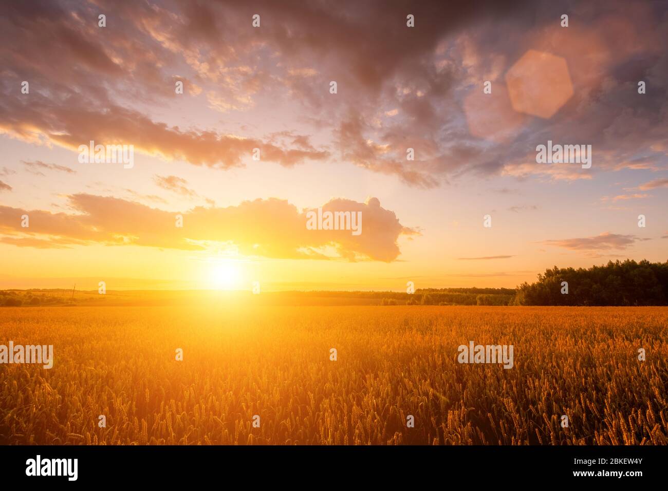 Scene of sunset or sunrise on the field with young rye or wheat in the ...