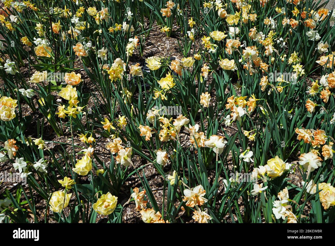 Carnation and Jonquilla daffodils flower garden park Stock Photo - Alamy