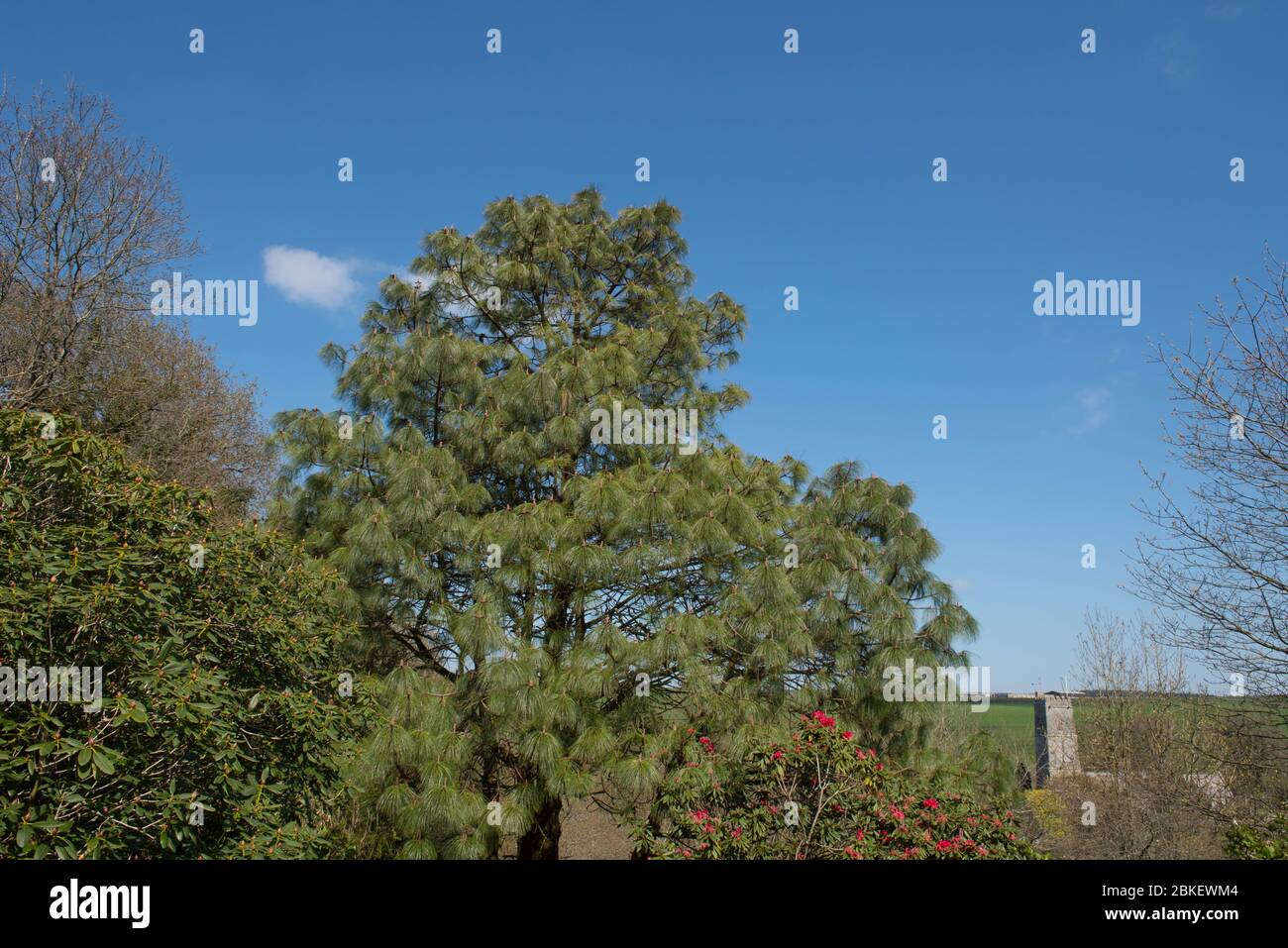 Green Foliage of an Evergreen Montezuma Pine Tree (Pinus montezumae) in ...