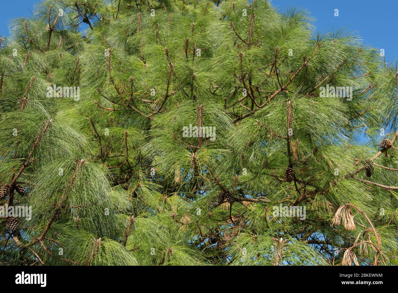 Green Foliage of an Evergreen Montezuma Pine Tree (Pinus montezumae) in ...