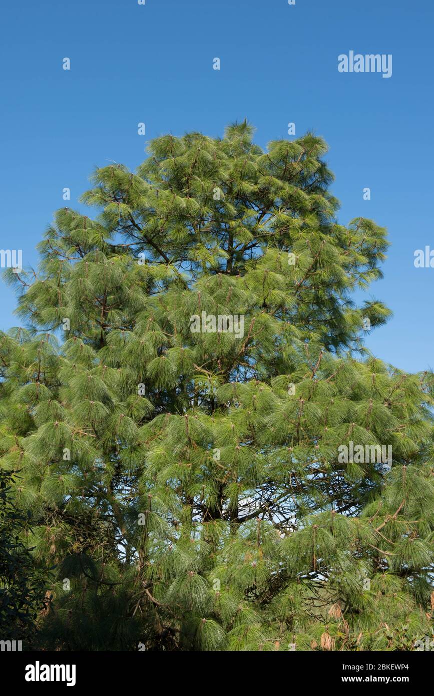 Montezuma pine tree hi-res stock photography and images - Alamy