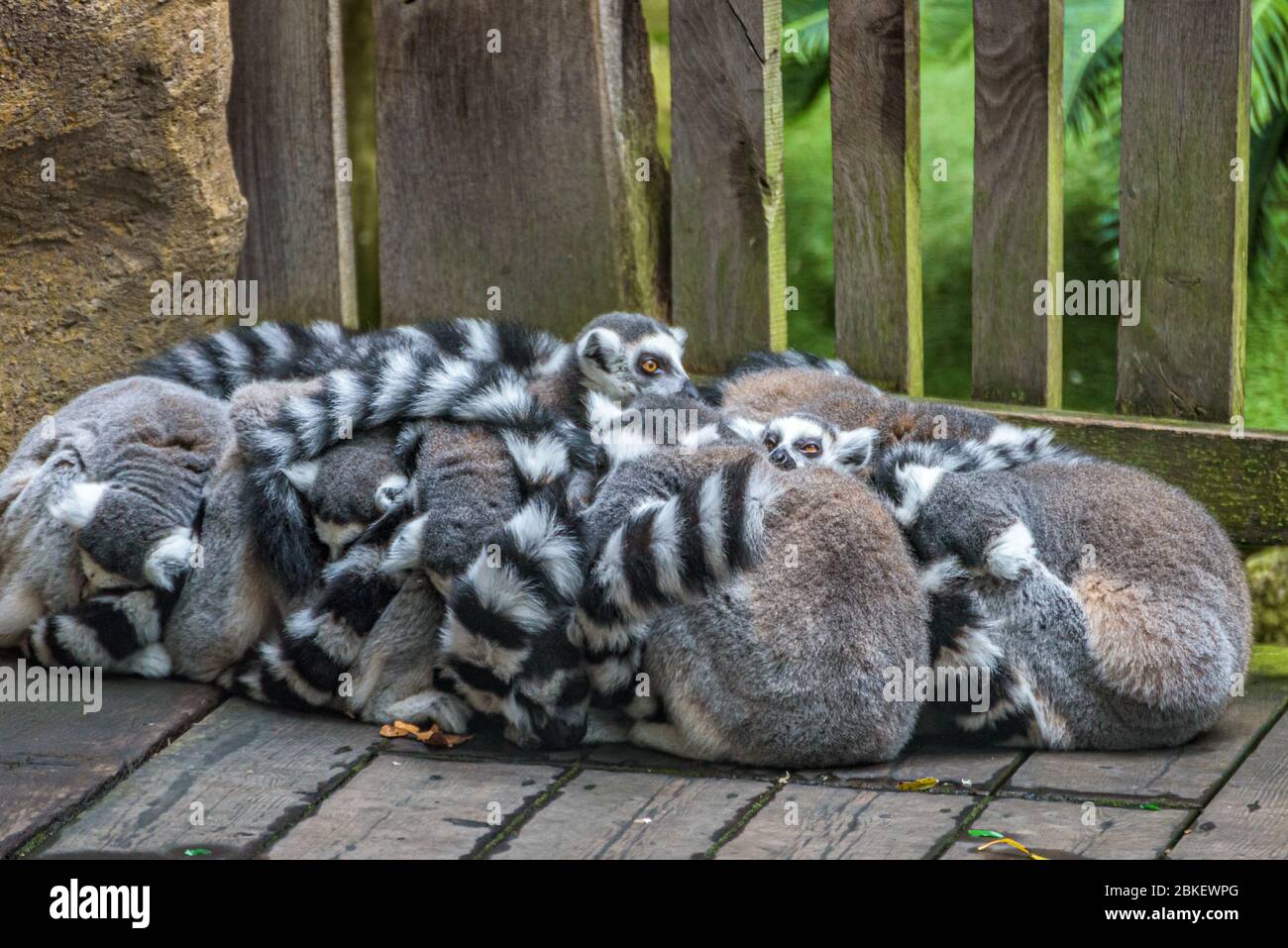 Group of lemurs hi-res stock photography and images - Alamy