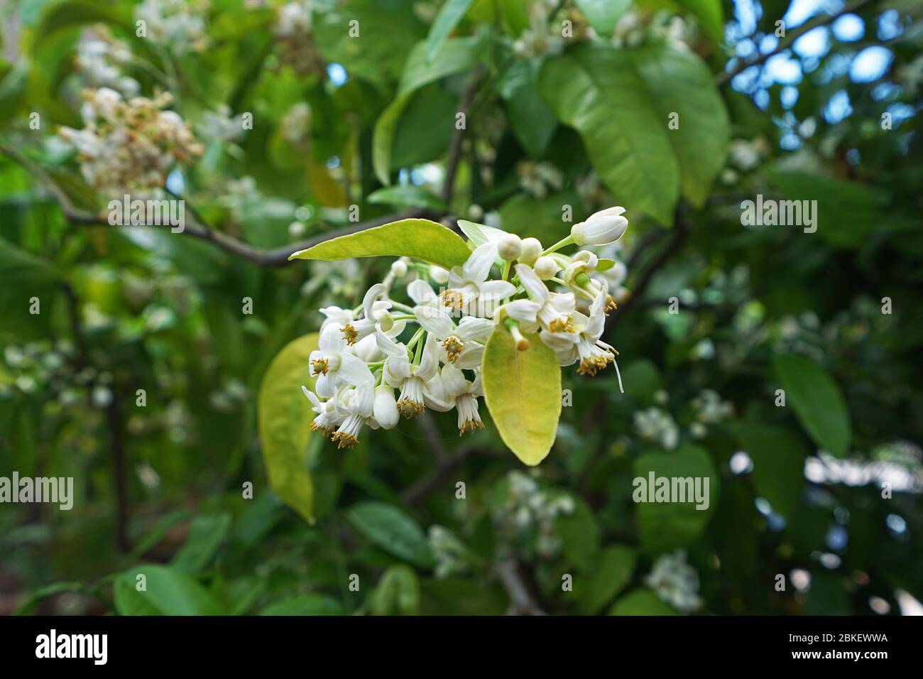 Meyer lemon tree hi-res stock photography and images - Alamy
