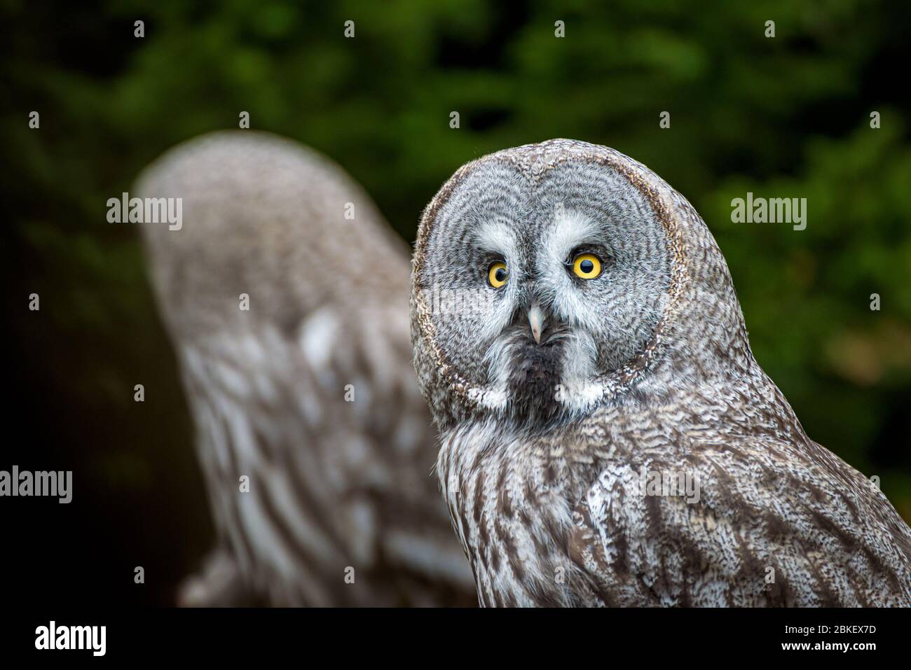 Two great grey owls looking straight into the camera, wait for food at ...